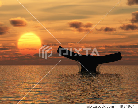 Whale - Stock Illustration [4954904] - PIXTA