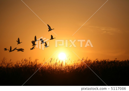 sunset, wild goose, wild bird - Stock Illustration [5117086] - PIXTA