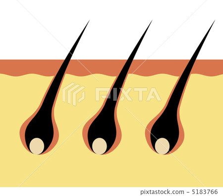 Sectional view of hair root - Stock Illustration [5183766] - PIXTA