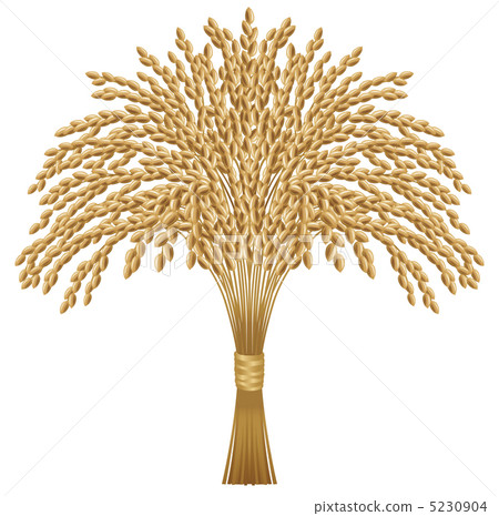 Illustration of rice ear - Stock Illustration [5230904] - PIXTA