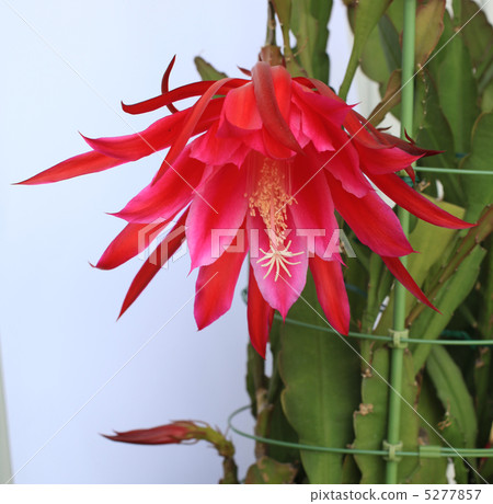 Peacock Cactus - Stock Photo [5277857] - PIXTA
