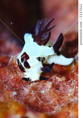 Panda tuna sea cow - Stock Photo [5337022] - PIXTA