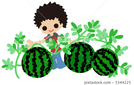 Watermelon field - Stock Illustration [5344225] - PIXTA