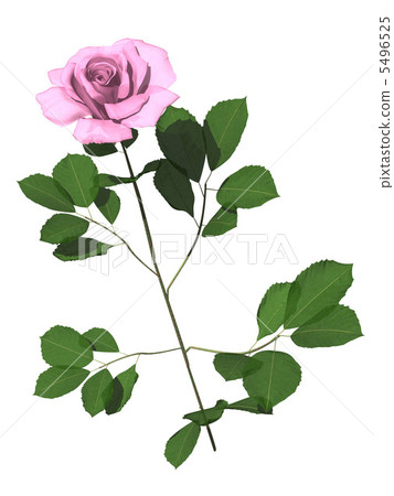 Roses 2b - Stock Illustration [5496525] - PIXTA