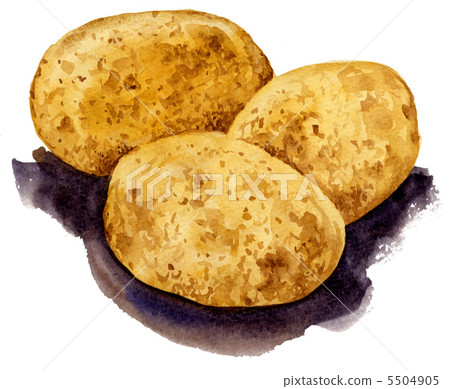 may queen potatoes, potato, potatoe - Stock Illustration [5504905] - PIXTA