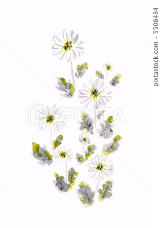 Wild chrysanthemum - ink - Stock Illustration [5506484] - PIXTA