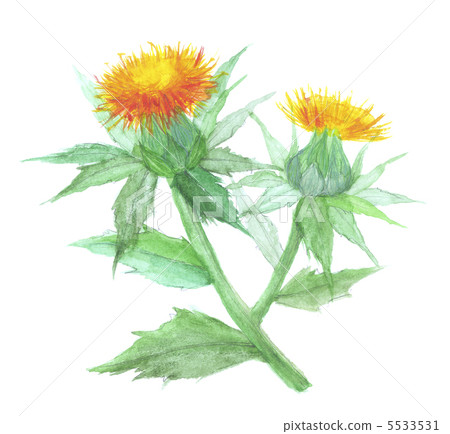 Safflower safflower - Stock Illustration [5533531] - PIXTA
