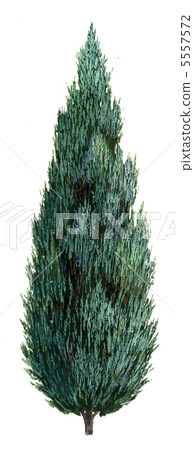 Conifer Sky rocket sketch - Stock Illustration [5557572] - PIXTA