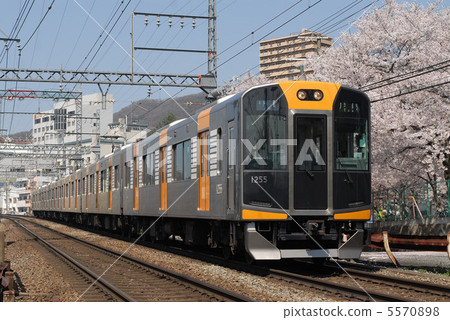 Cherry Blossoms and Hanshin Train - Stock Photo [5570898] - PIXTA