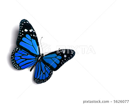 feeler, delicate, closeup - Stock Illustration [5626077] - PIXTA