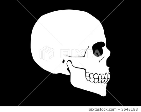 Skull (sideways) - Stock Illustration [5648188] - PIXTA