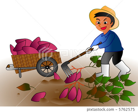 Potato farmer - Stock Illustration [5762575] - PIXTA