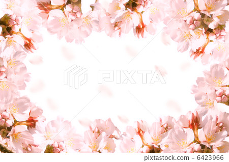Cherry tree frame - Stock Illustration [6423966] - PIXTA