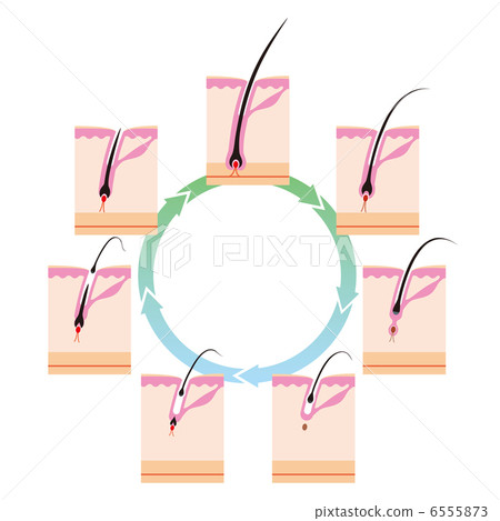 Hair cycle cycle hair cycle - Stock Illustration [6555873] - PIXTA