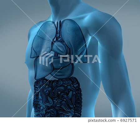 Transparent digital blue body with organs - Stock Illustration [6927571 ...
