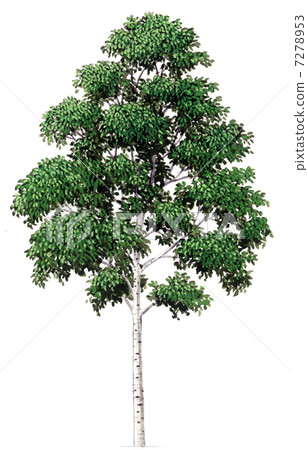 Sketch of birch birch (precious botanical drawing) - Stock Illustration ...