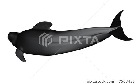 Pilot · Whale - Stock Illustration [7563435] - PIXTA