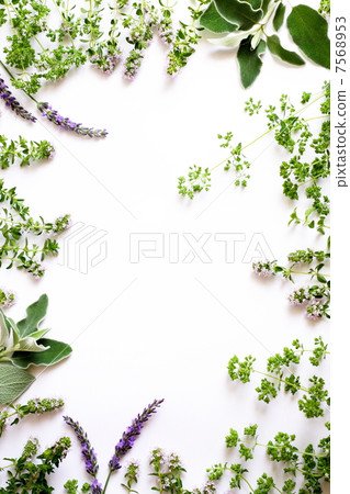 Fresh herb frame - Stock Photo [7568953] - PIXTA
