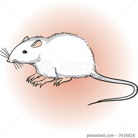 Mus musculus - Stock Illustration [7616828] - PIXTA