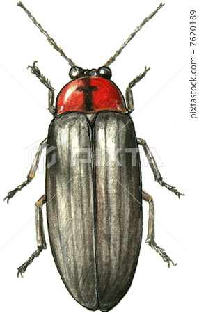 Genji firefly - Stock Illustration [7620189] - PIXTA