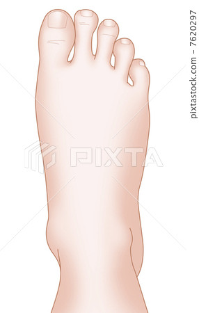 Instep of the foot - Stock Illustration [7620297] - PIXTA