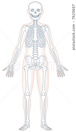 Human skeleton model - Stock Illustration [7620687] - PIXTA