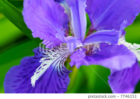 Algeria National Flower | Best Flower Site