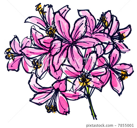 nerine, flower, flowers - Stock Illustration [7855001] - PIXTA