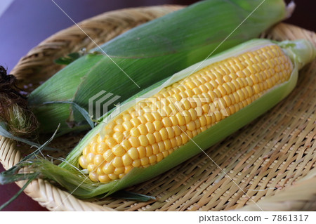Corn (Sunny Chocolat) - Stock Photo [7861317] - PIXTA