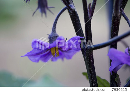 Normal flower - Stock Photo [7930615] - PIXTA