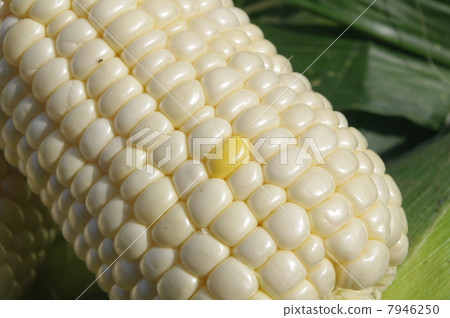 Sweet corn of Xenia - Stock Photo [7946250] - PIXTA