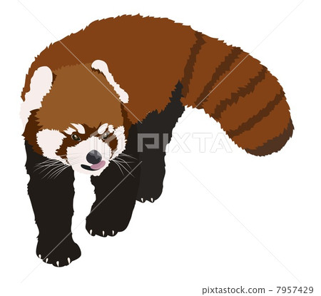 Lesser panda - Stock Illustration [7957429] - PIXTA
