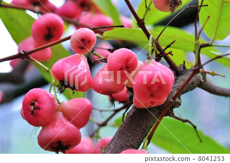 Rembo's fruit - Stock Photo [8041253] - PIXTA