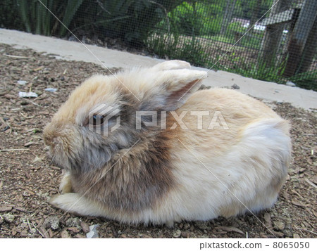 Wild rabbit (ostrich kingdom / Sodegaura city,... - Stock Photo ...
