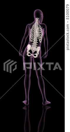 Female medical skeleton showing spine and hip bone - Stock Illustration ...