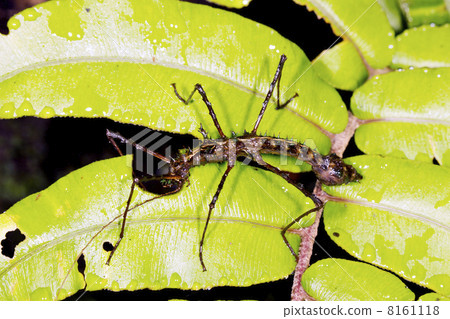 Spiny stick insect eating a fern leaf in... - Stock Photo [8161118] - PIXTA