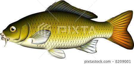Koi (Nogoi) - Stock Illustration [8209001] - PIXTA