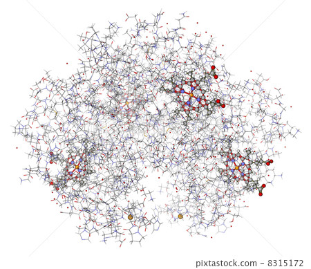 Human hemoglobin (deoxyhemoglobin) with hemes... - Stock Illustration ...