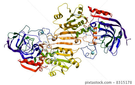 Human alcohol dehydrogenase (ADH1A) - Stock Illustration [8315178] - PIXTA