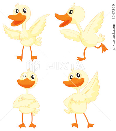 ducks - Stock Illustration [8347269] - PIXTA