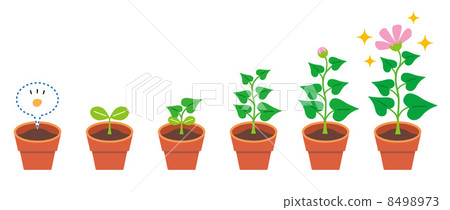 Plant growing growth illustration - Stock Illustration [8498973] - PIXTA