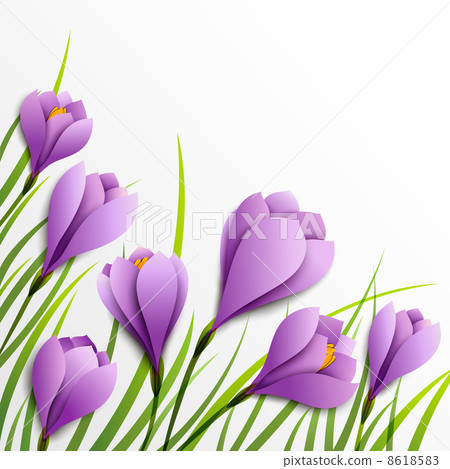 Crocuses. Paper flowers on white background - Stock Illustration ...