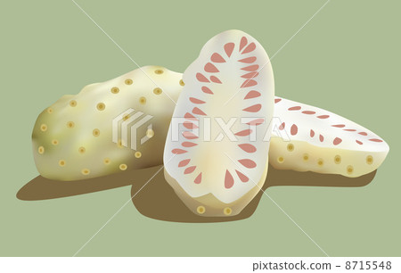 Vector illustration of Noni - Stock Illustration [8715548] - PIXTA