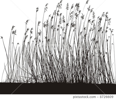 Reed - Stock Illustration [8726609] - PIXTA