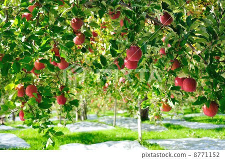 Ringo Aomori - Stock Photo [8771152] - PIXTA