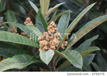 Flowering buds of loquat at the end of October - Stock Photo [8798376 ...