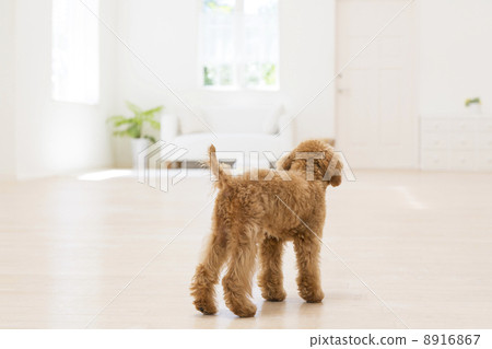 The back of toy poodle - Stock Photo [8916867] - PIXTA