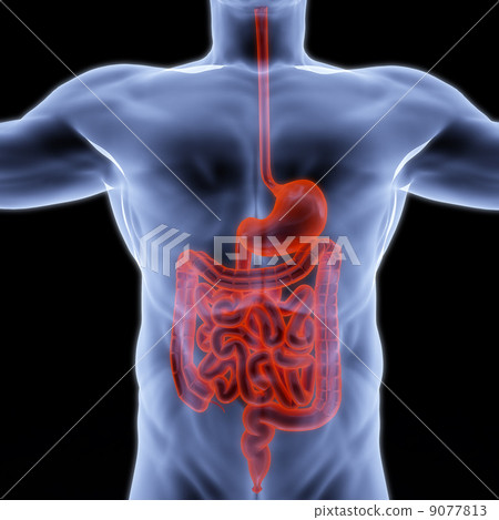 human entrails - Stock Illustration [9077813] - PIXTA