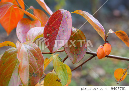 Autumn leaves and fruits of Okinawa - Stock Photo [9407761] - PIXTA