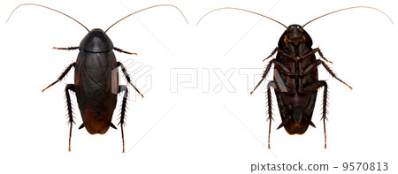 Cockroach [Adult/Sample] - Stock Photo [9570813] - PIXTA